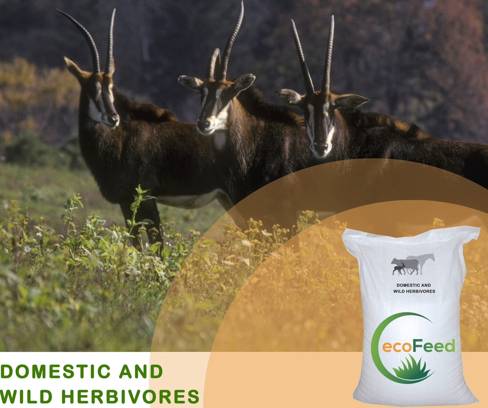 ecoFeed Group – Ecofriendly agricultural feeds for the Africa farming ...