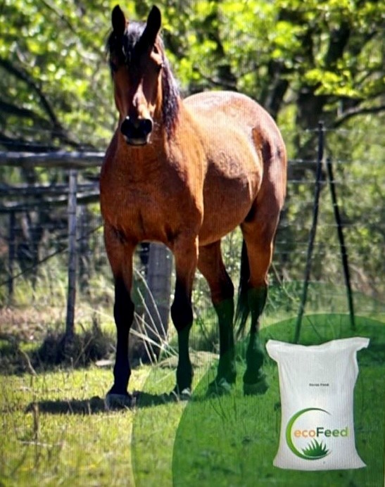 ecoFeed Group – Ecofriendly agricultural feeds for the Africa farming ...