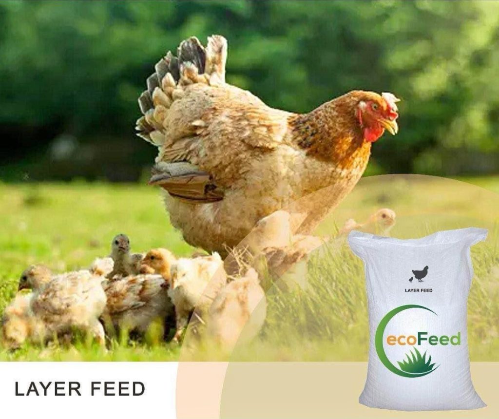 ecoFeed Group – Ecofriendly agricultural feeds for the Africa farming ...