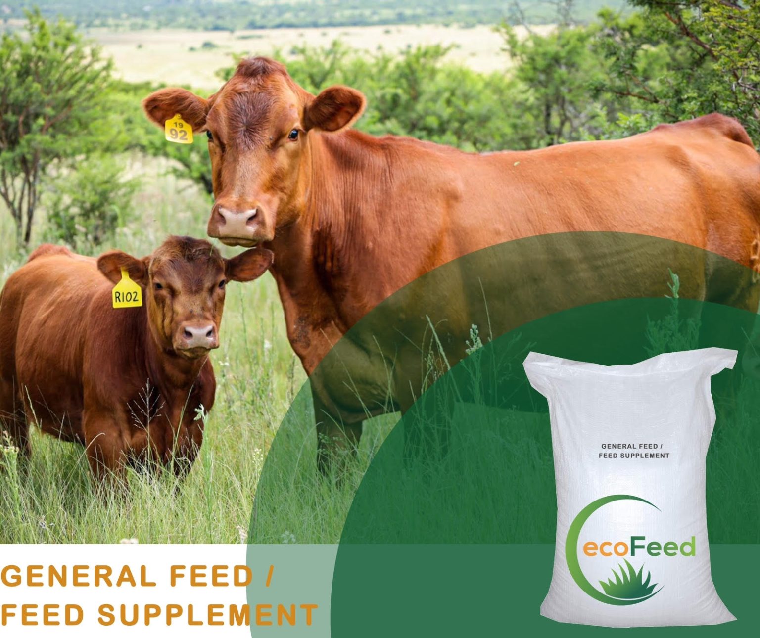 ecoFeed Group – Ecofriendly agricultural feeds for the Africa farming ...