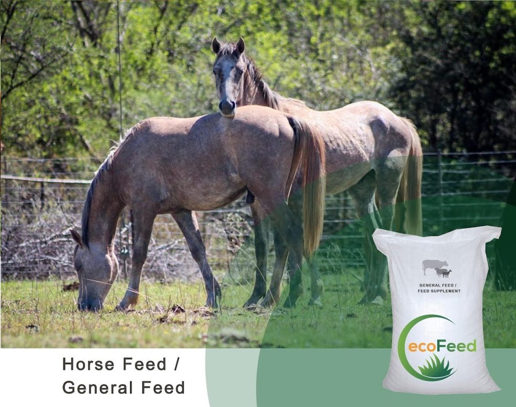 ecoFeed Group – Ecofriendly agricultural feeds for the Africa farming ...