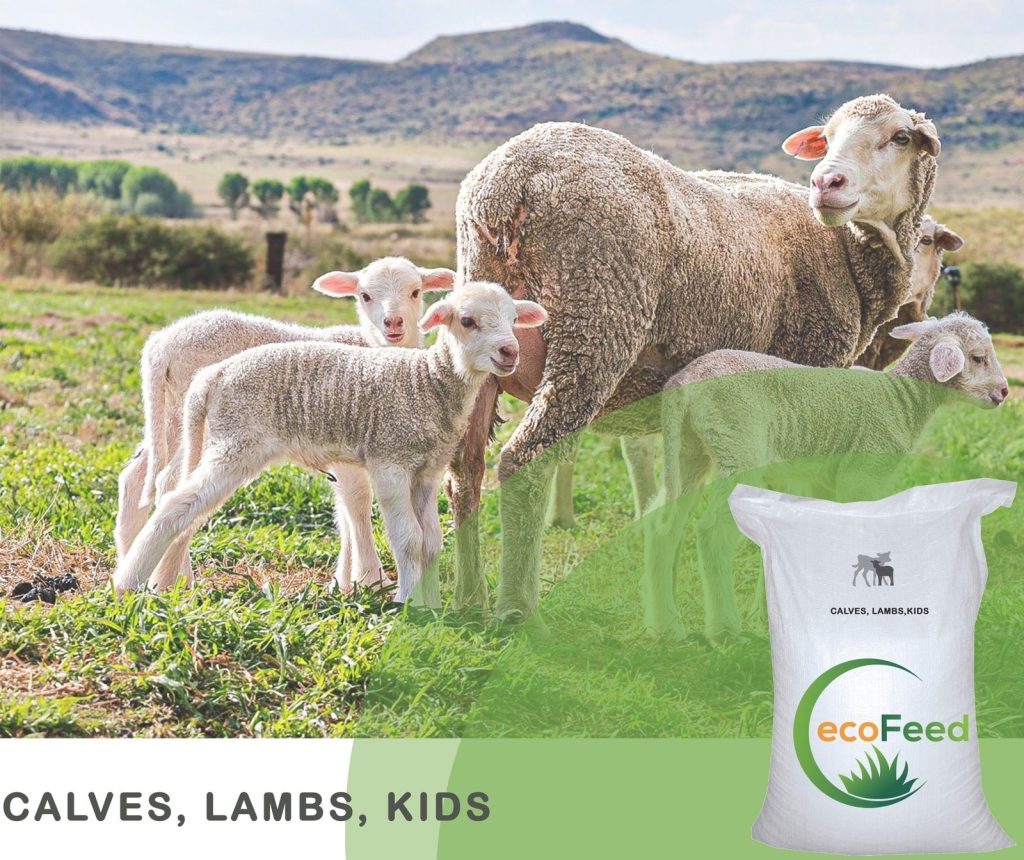 ecoFeed Group – Ecofriendly agricultural feeds for the Africa farming ...